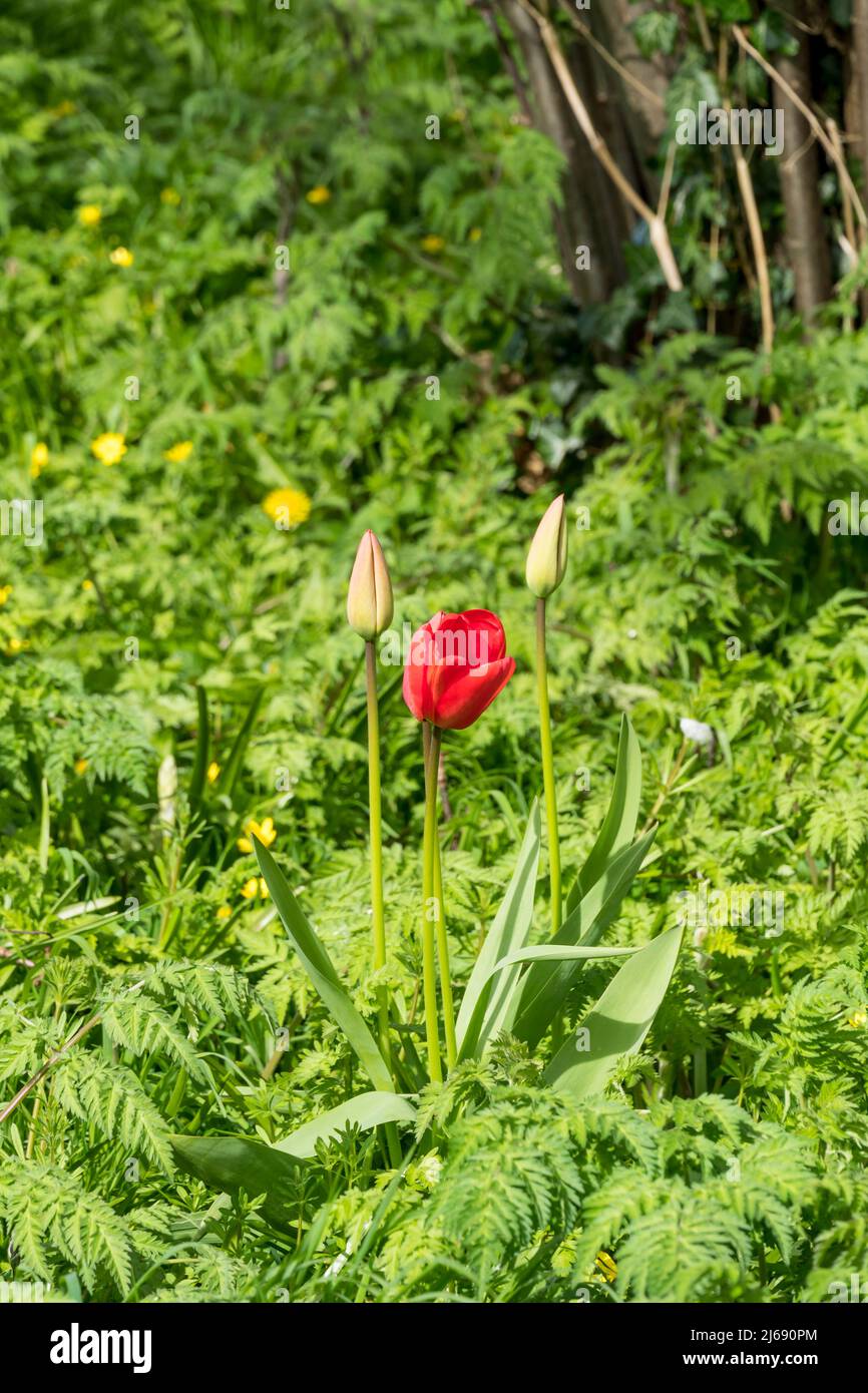 Single red Tulip in sea of green Stock Photo - Alamy