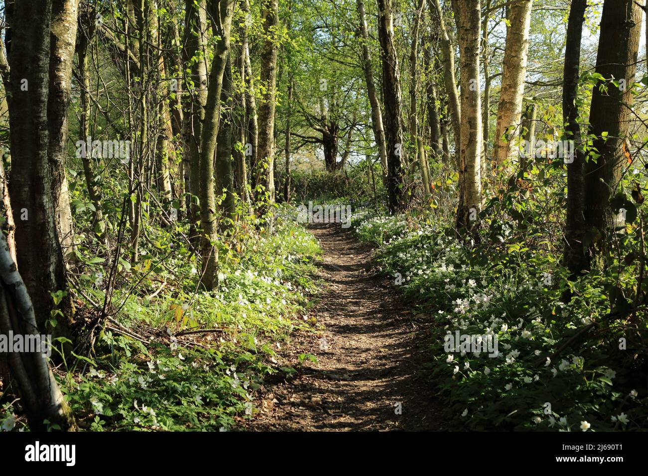 Footpath through Shrubs Wood near Bodsham in the Kent Downs AONB above ...