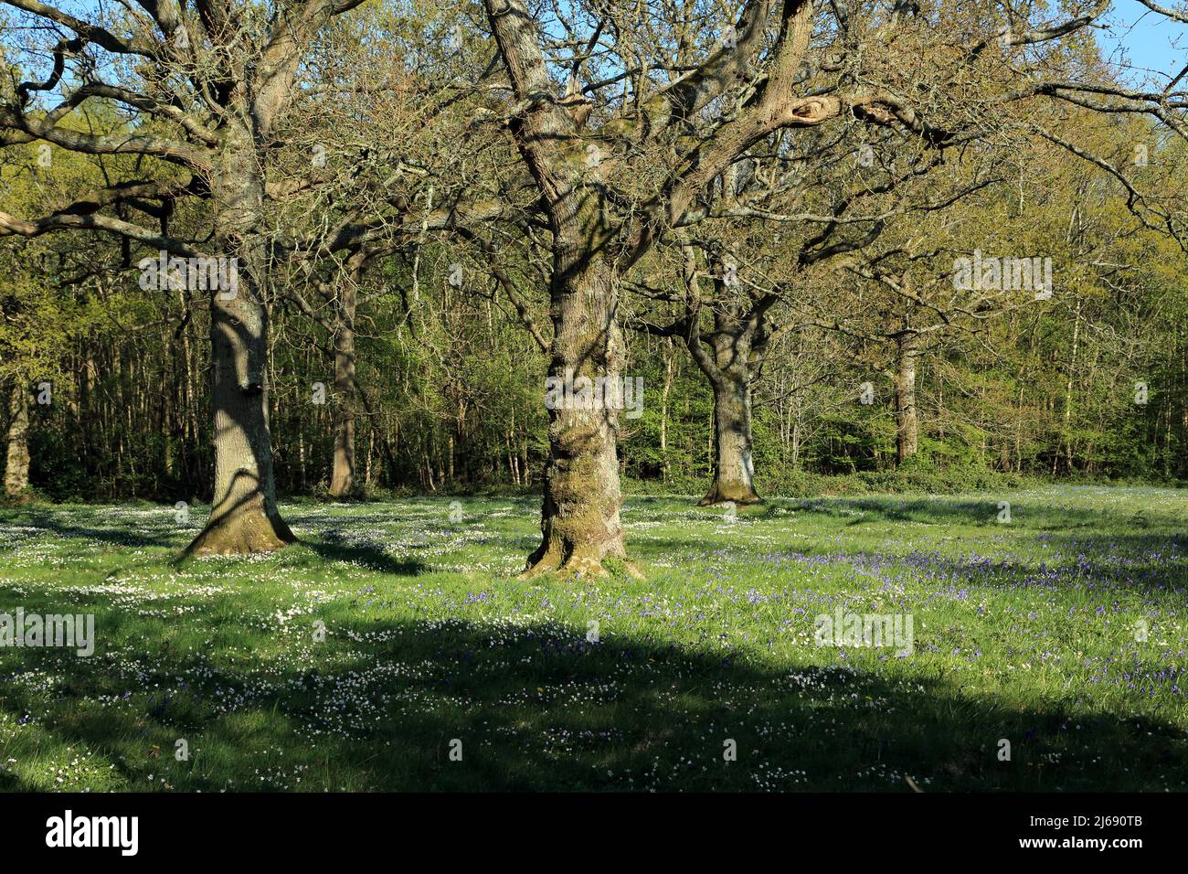 Natural spring kent hi-res stock photography and images - Alamy