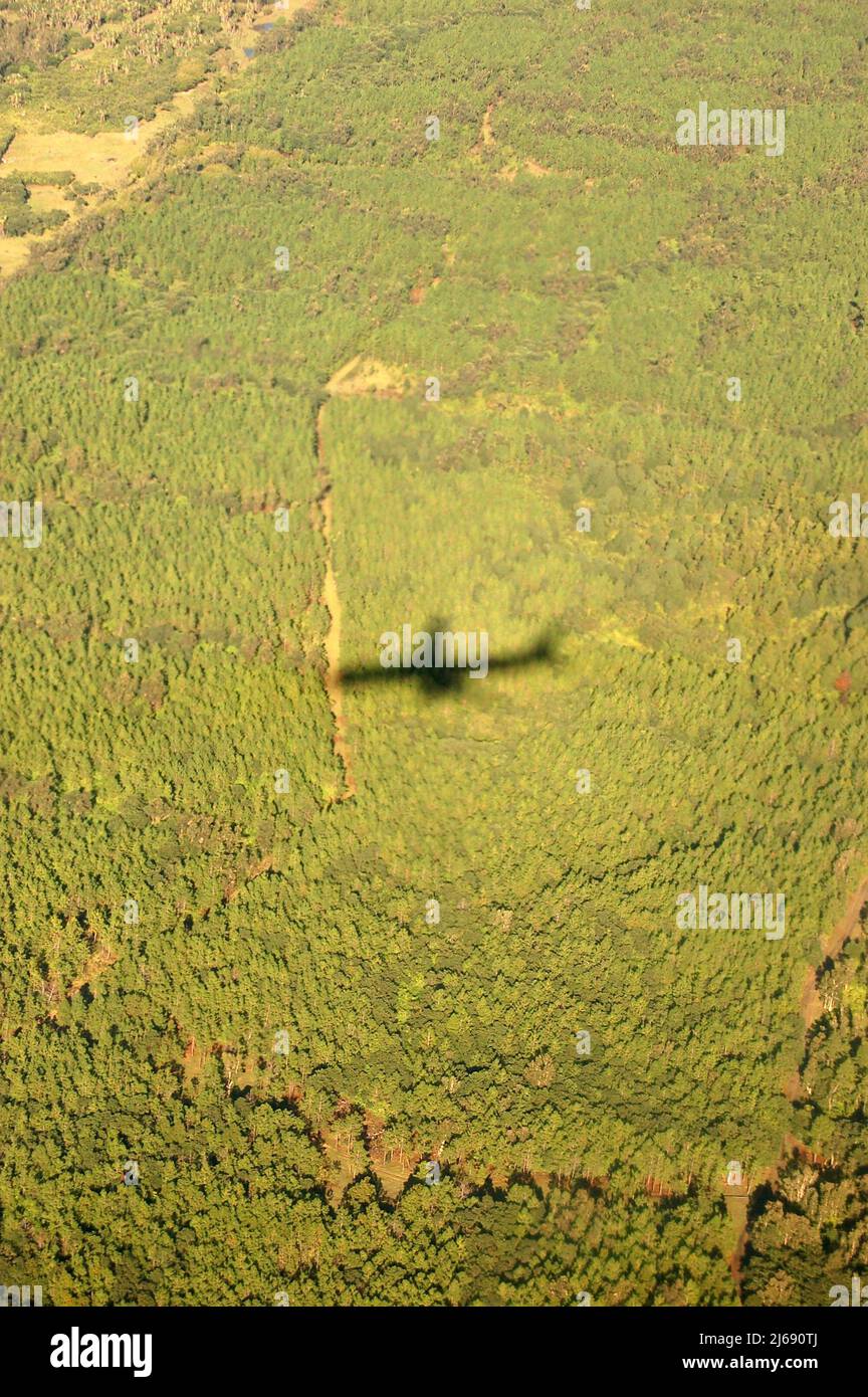 Ground of jungle hi-res stock photography and images - Alamy