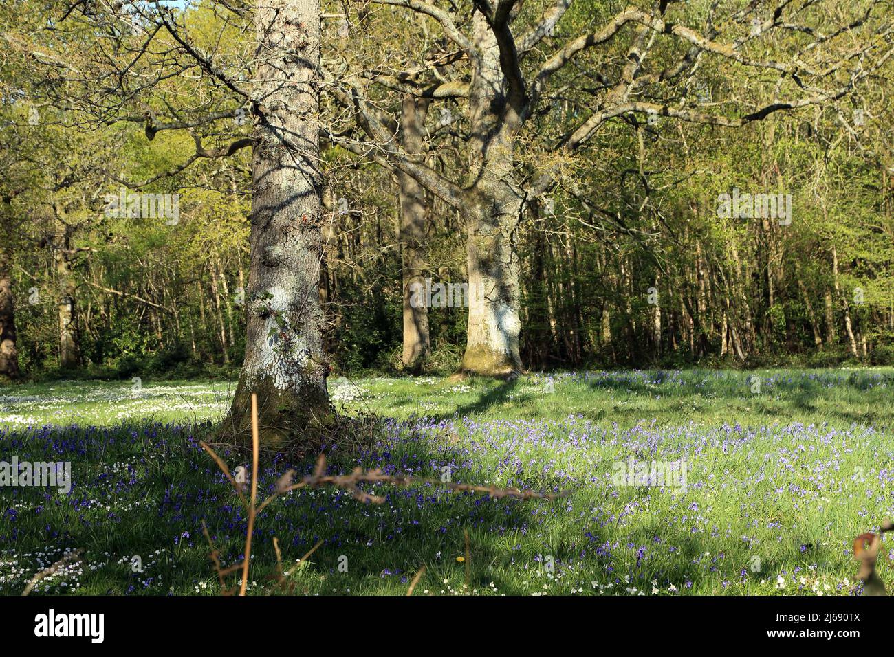 Natural spring kent hi-res stock photography and images - Alamy
