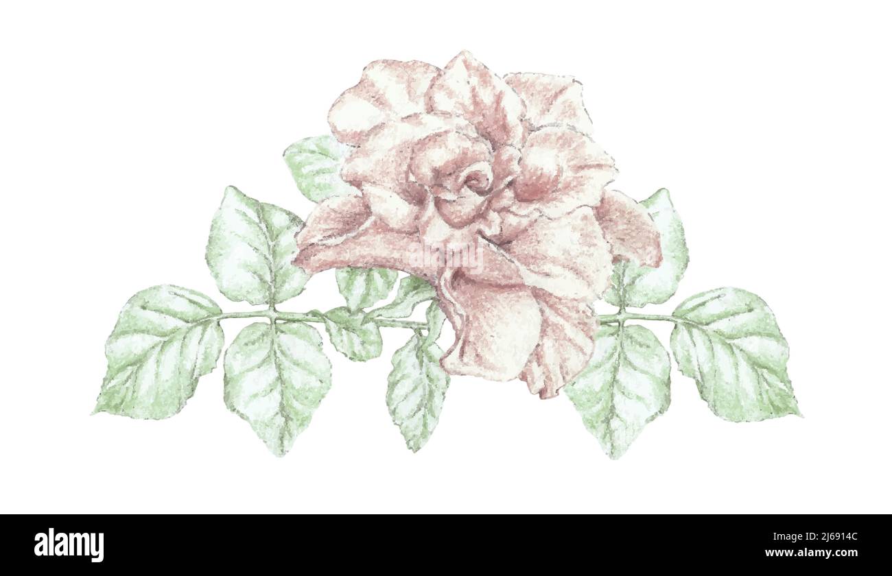 Vector rose flower twig, hand drawn botanical illustration - color ...