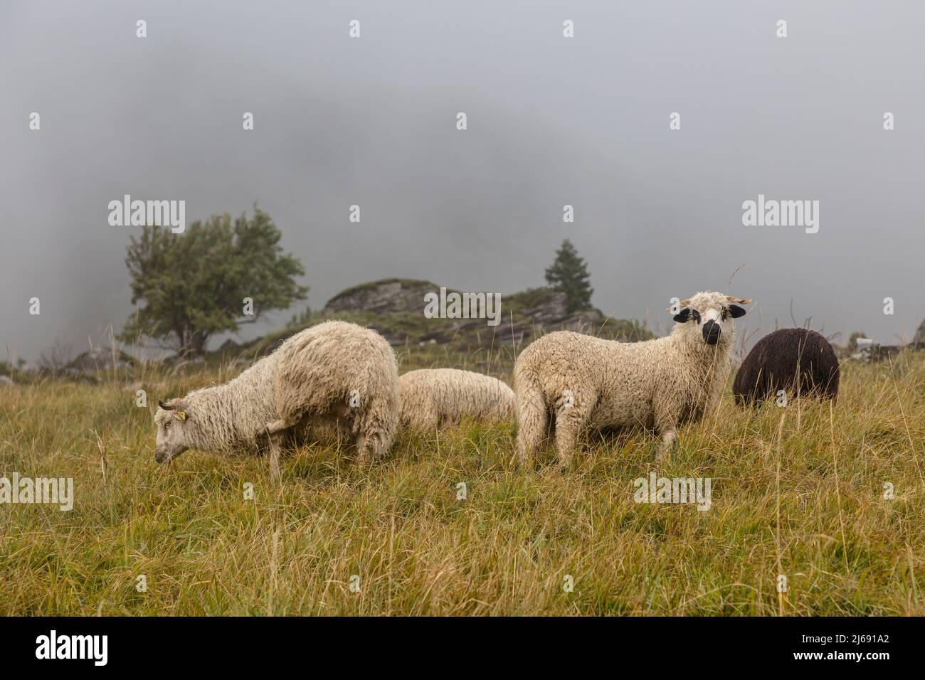 Sheep on a mountain hi-res stock photography and images - Alamy