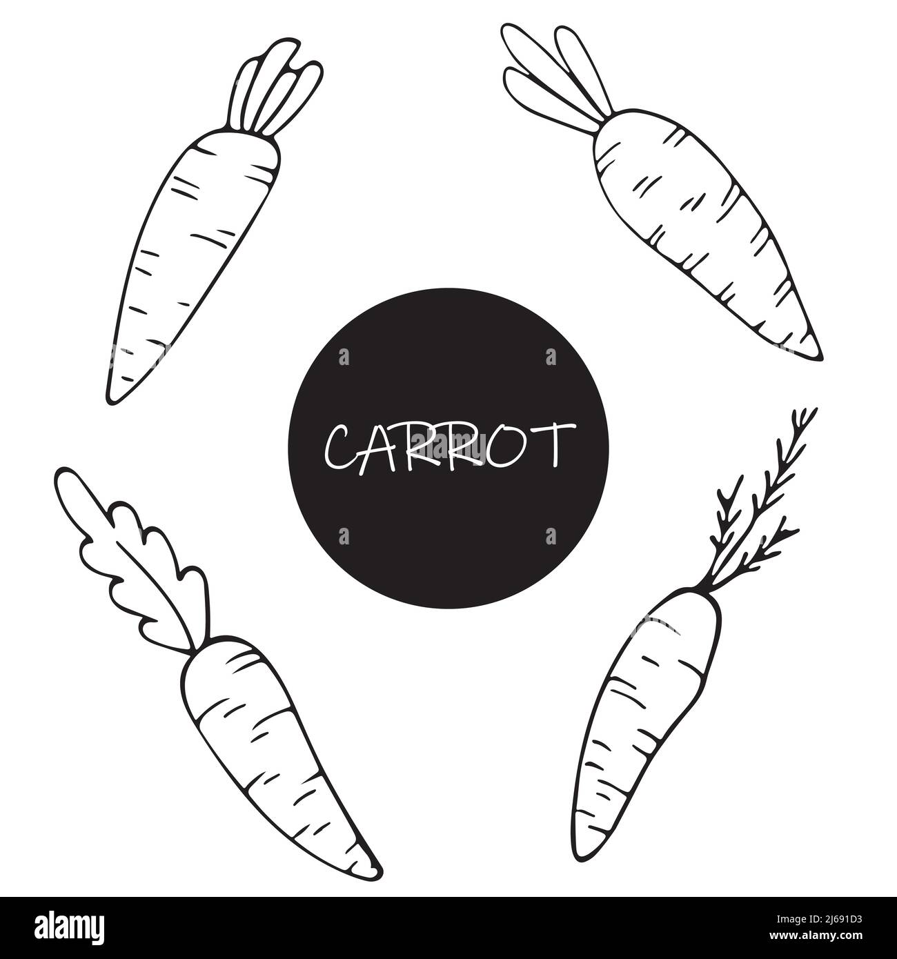 Carrots Sketch