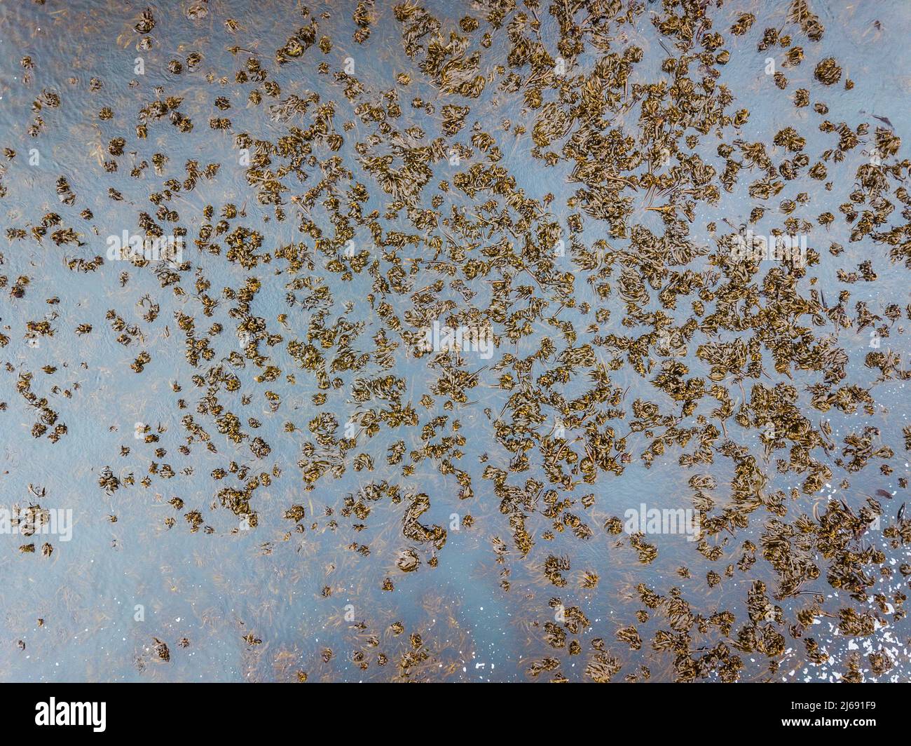 Above kelp forest hi-res stock photography and images - Alamy