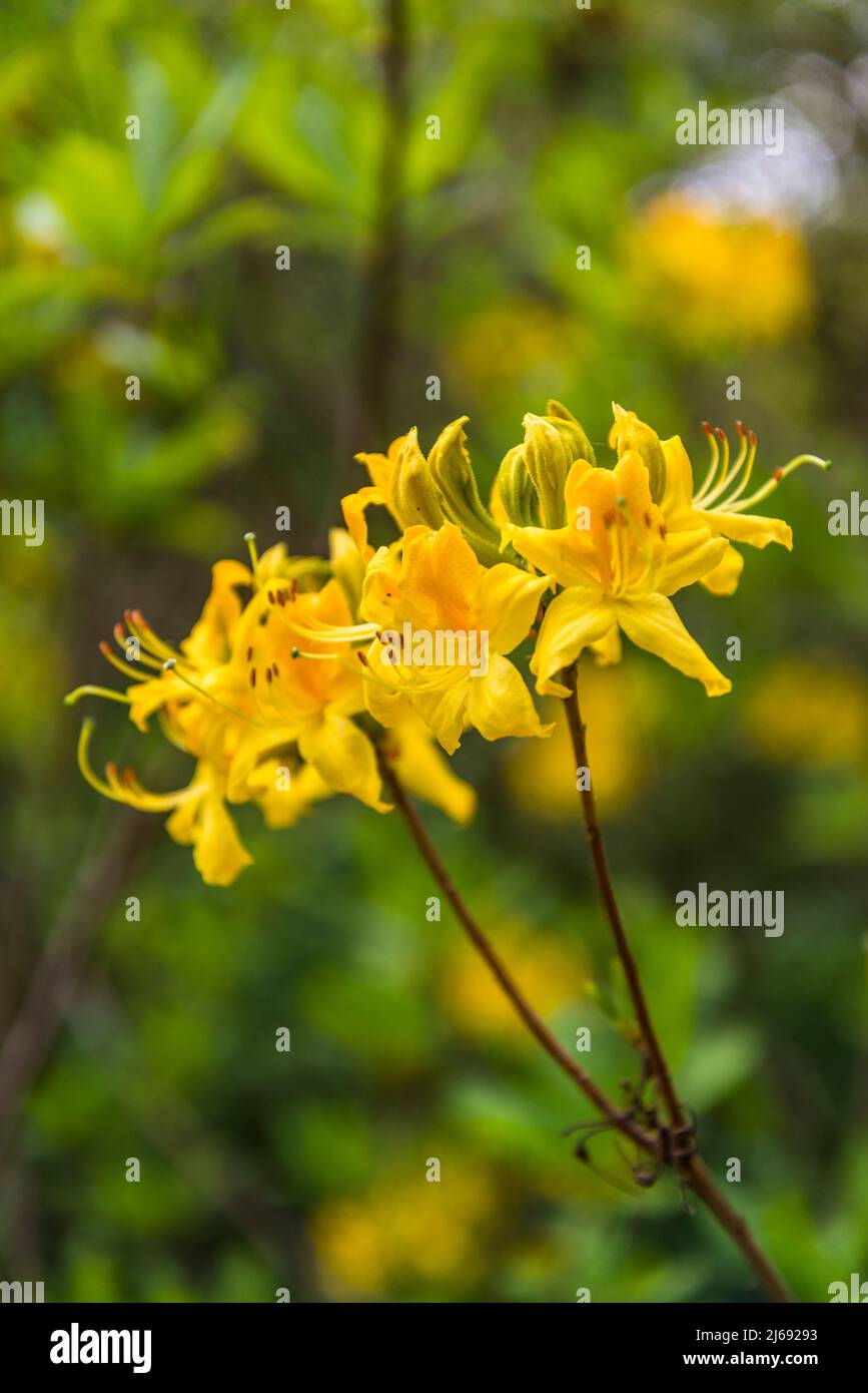 Rhododendron luteum, yellow azalea, Isabella Plantation, Richmond Park ...