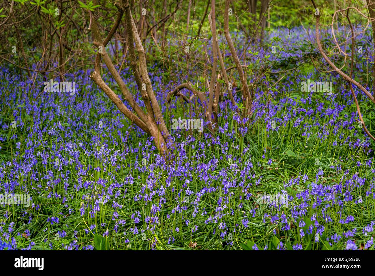 Bluebells in Isabella Plantation, Richmond Park, London, England, UK ...
