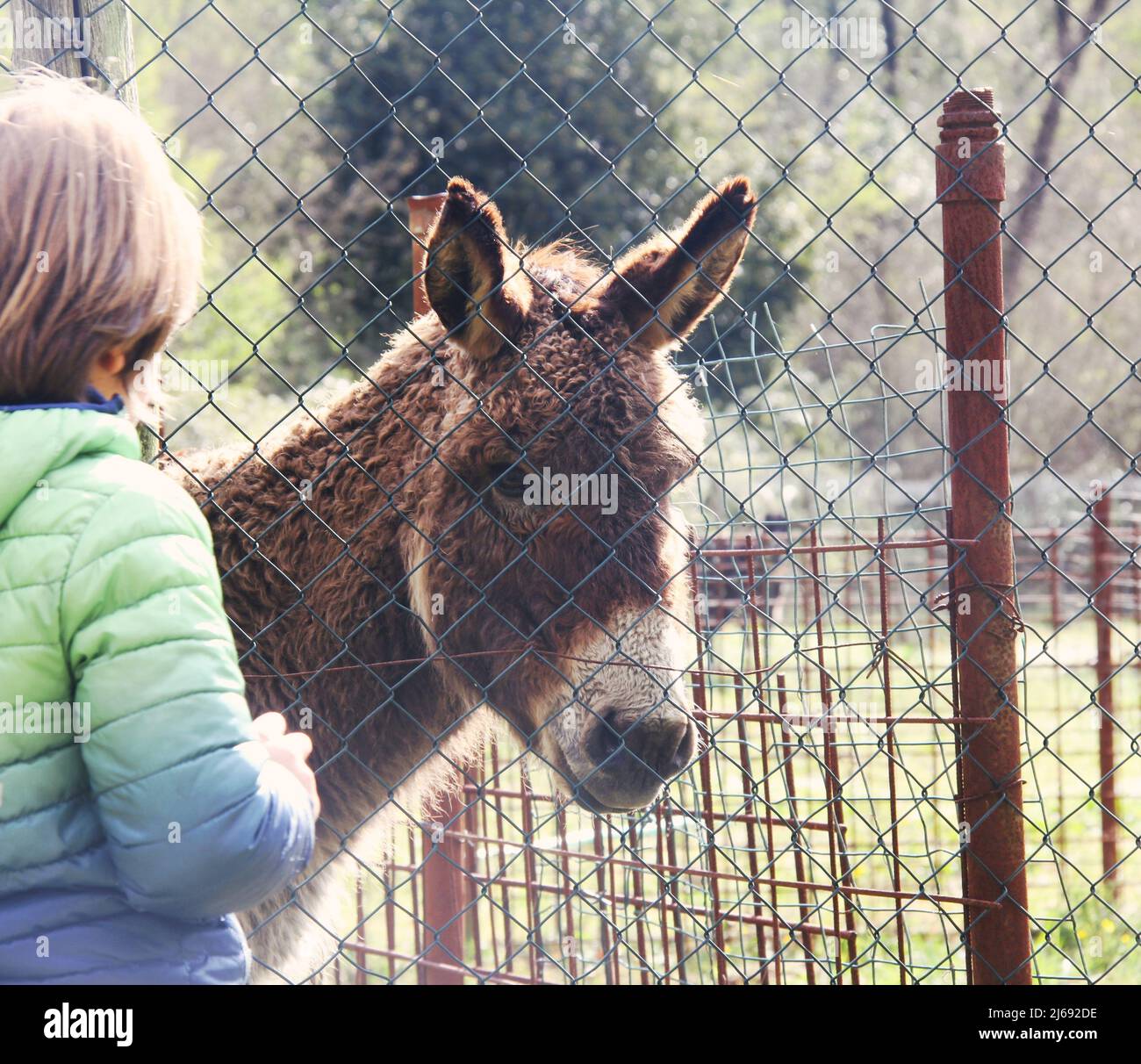 Shot of a kid while looking a brown donkey inside a fence at the zoo ...