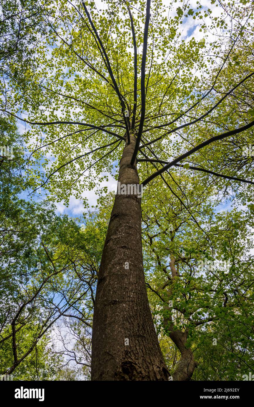 Liriodendron chinense, commonly known as the Chinese tulip poplar ...
