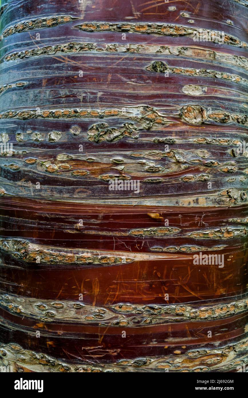 Close up of trunk of Prunus serrula, know as birch bark cherry ...