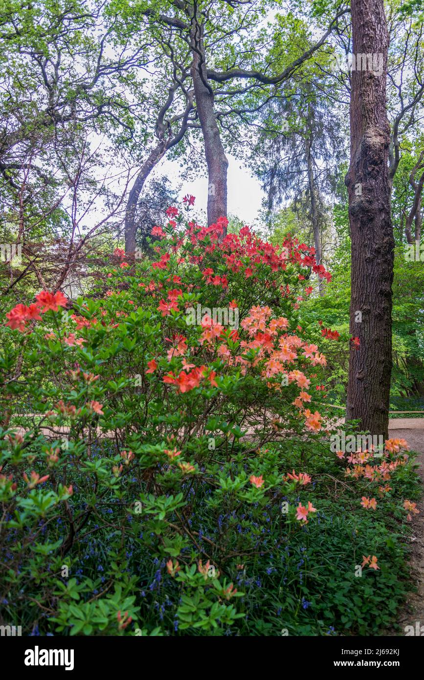 Azalea in Isabella Plantation, Richmond Park, London, England, UK Stock ...