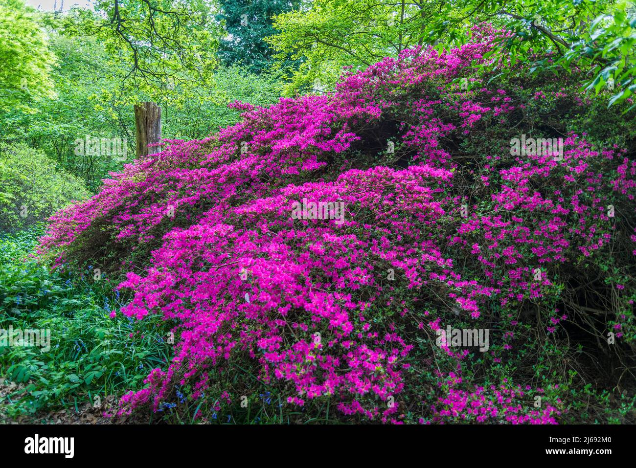 Azalea in Isabella Plantation, Richmond Park, London, England, UK Stock ...