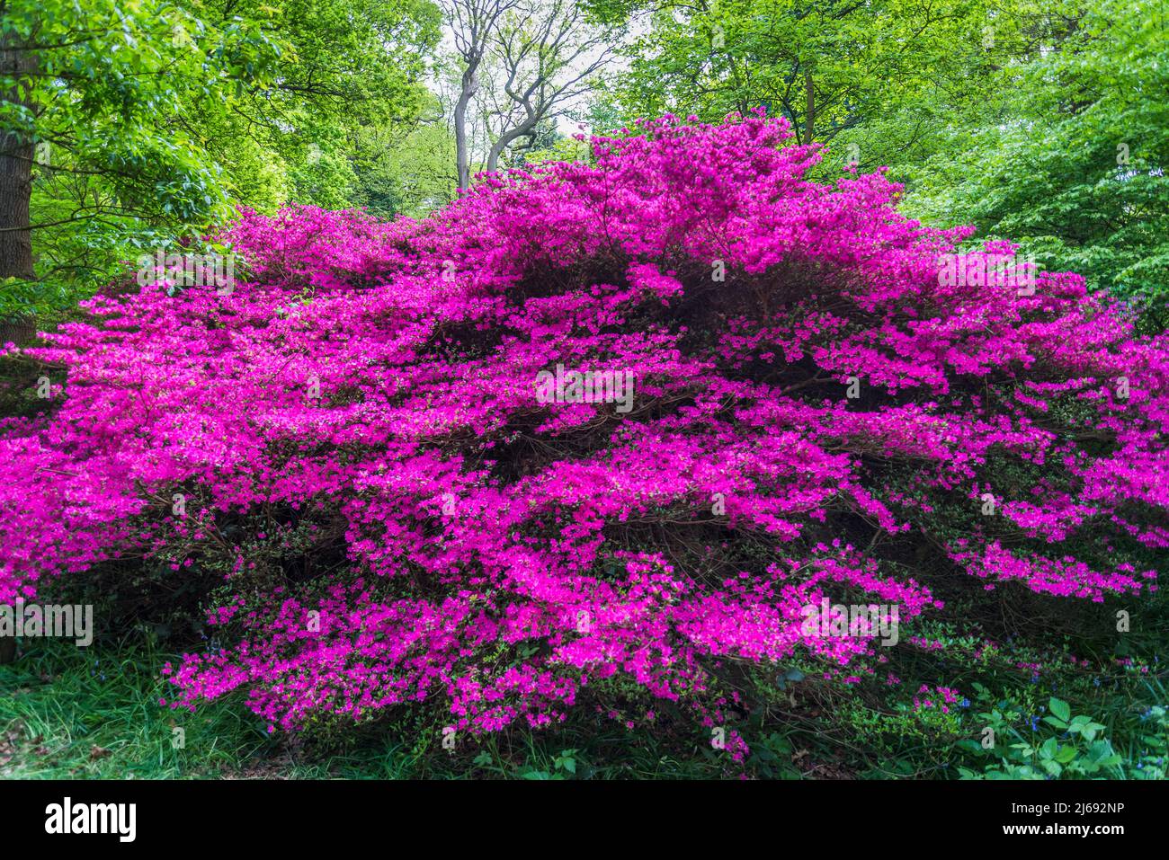 Azalea in Isabella Plantation, Richmond Park, London, England, UK Stock ...