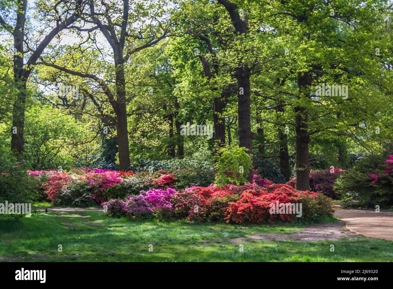 Azalea in Isabella Plantation, Richmond Park, London, England, UK Stock ...