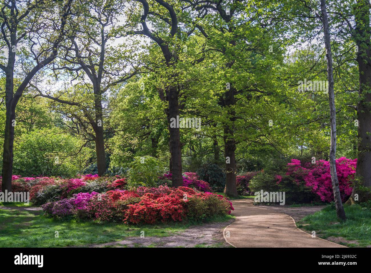 Azalea in Isabella Plantation, Richmond Park, London, England, UK Stock ...