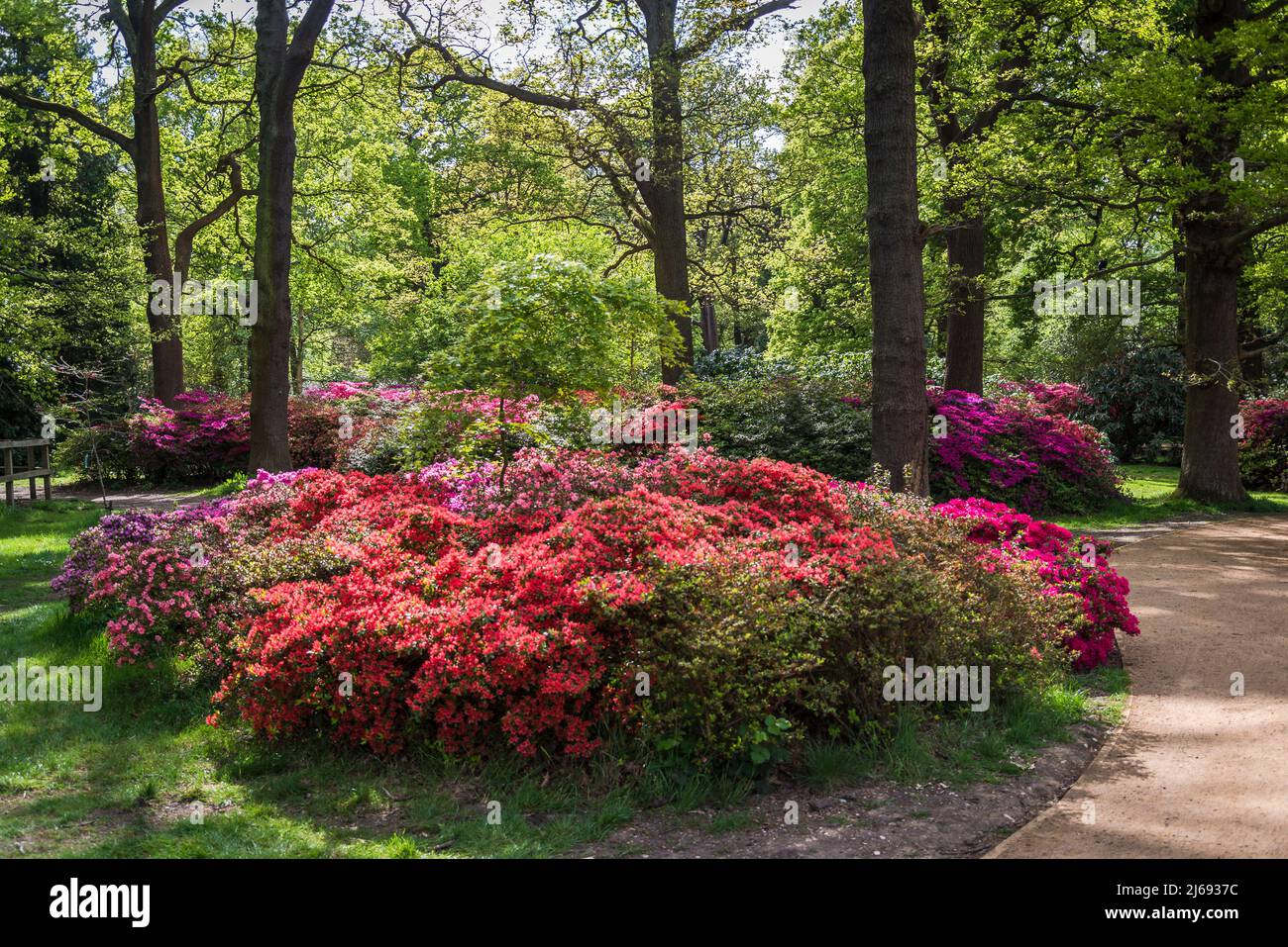 Azalea in Isabella Plantation, Richmond Park, London, England, UK Stock ...