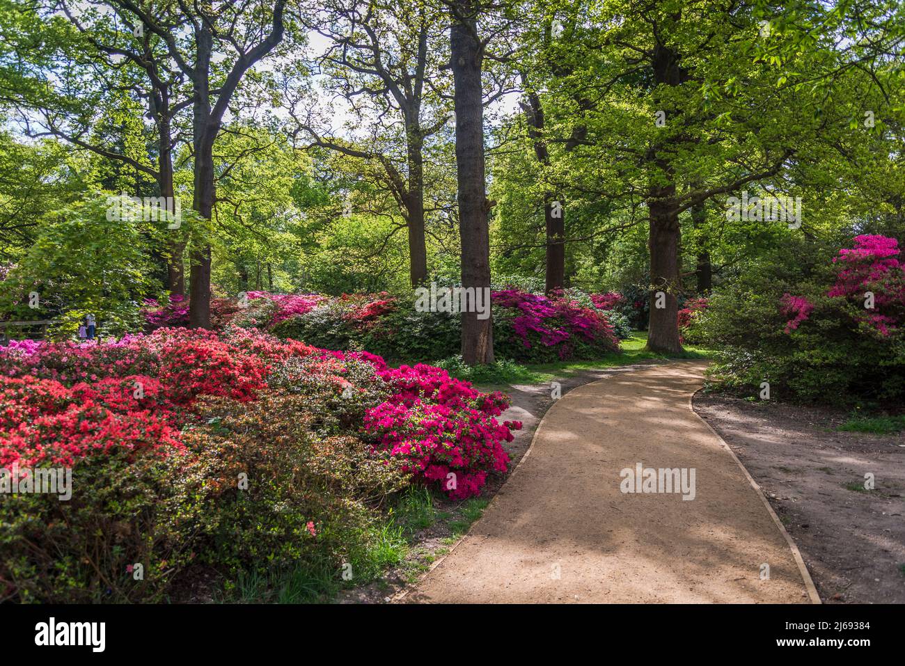 Azalea in Isabella Plantation, Richmond Park, London, England, UK Stock ...