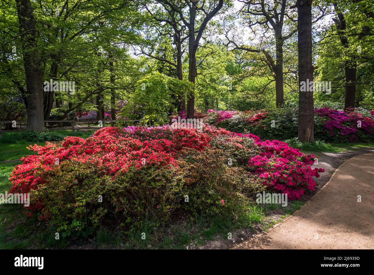 Azalea in Isabella Plantation, Richmond Park, London, England, UK Stock ...