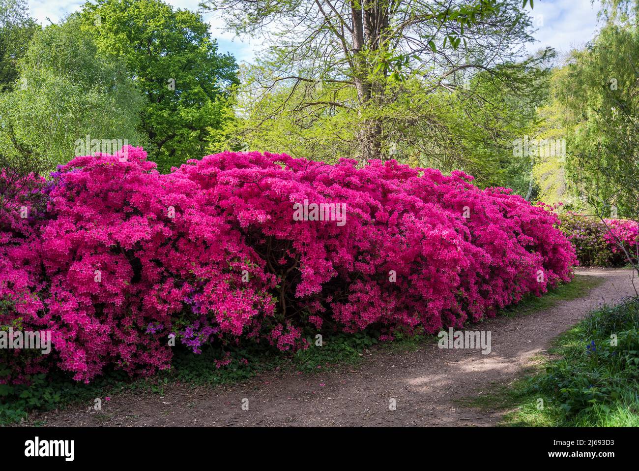 Azalea in Isabella Plantation, Richmond Park, London, England, UK Stock ...