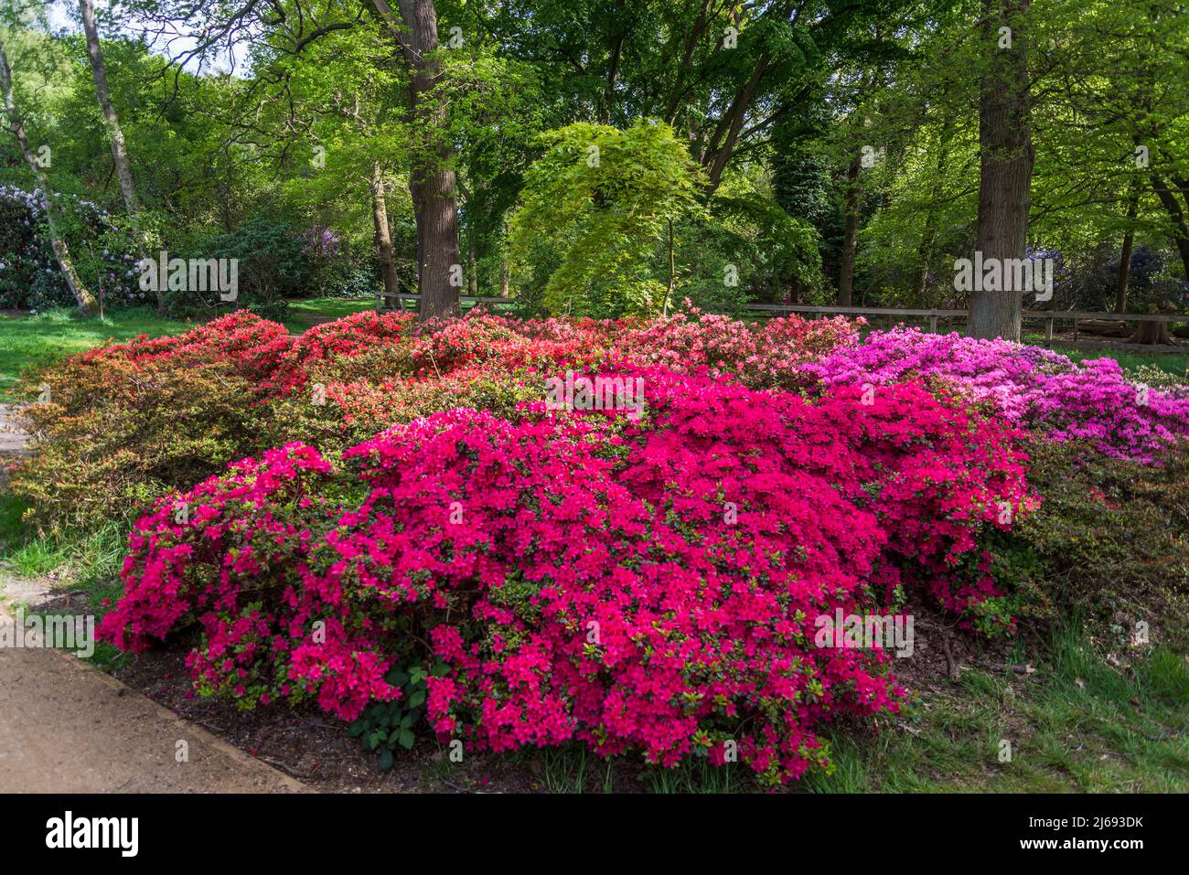 Azalea in Isabella Plantation, Richmond Park, London, England, UK Stock ...