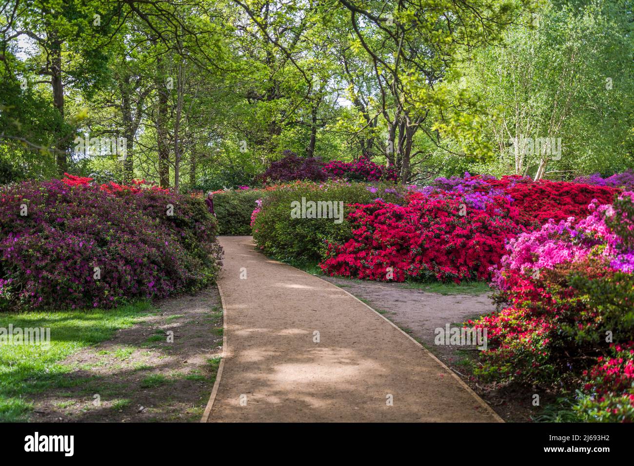 Azalea in Isabella Plantation, Richmond Park, London, England, UK Stock ...