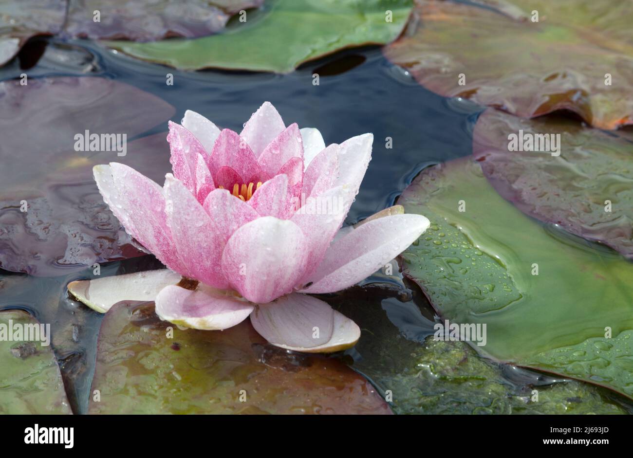 Pink water lily Stock Photo - Alamy