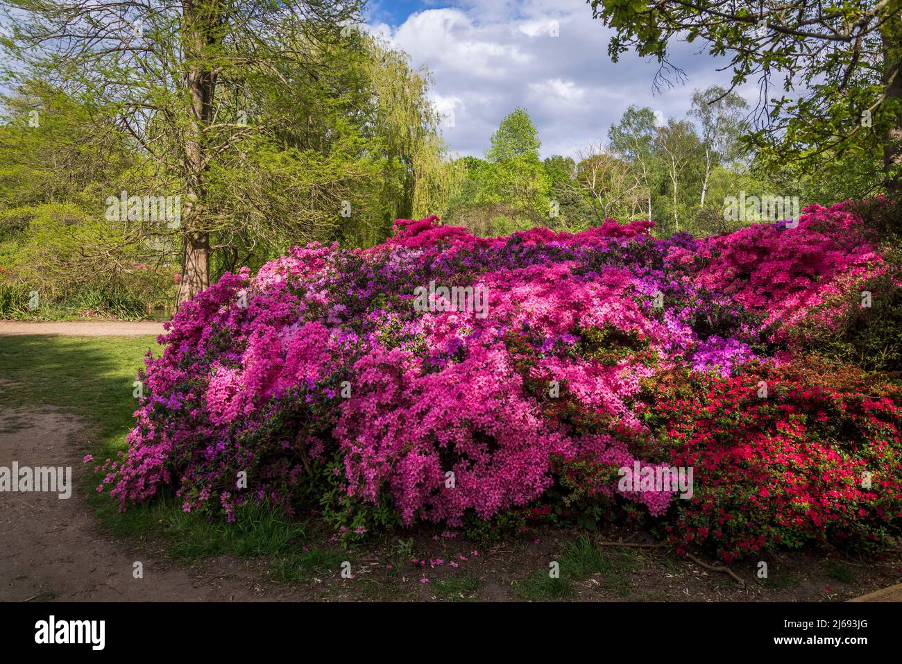 Azalea in Isabella Plantation, Richmond Park, London, England, UK Stock ...