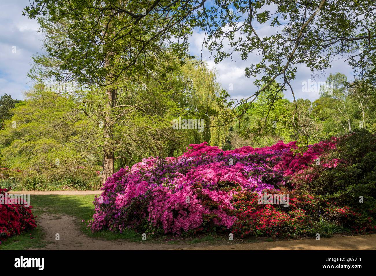 Azalea in Isabella Plantation, Richmond Park, London, England, UK Stock ...