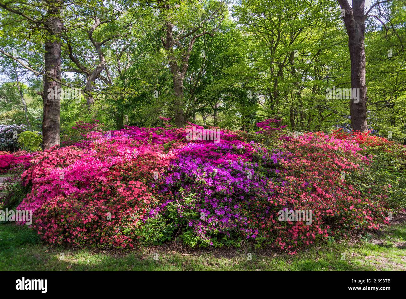 Azalea in Isabella Plantation, Richmond Park, London, England, UK Stock ...
