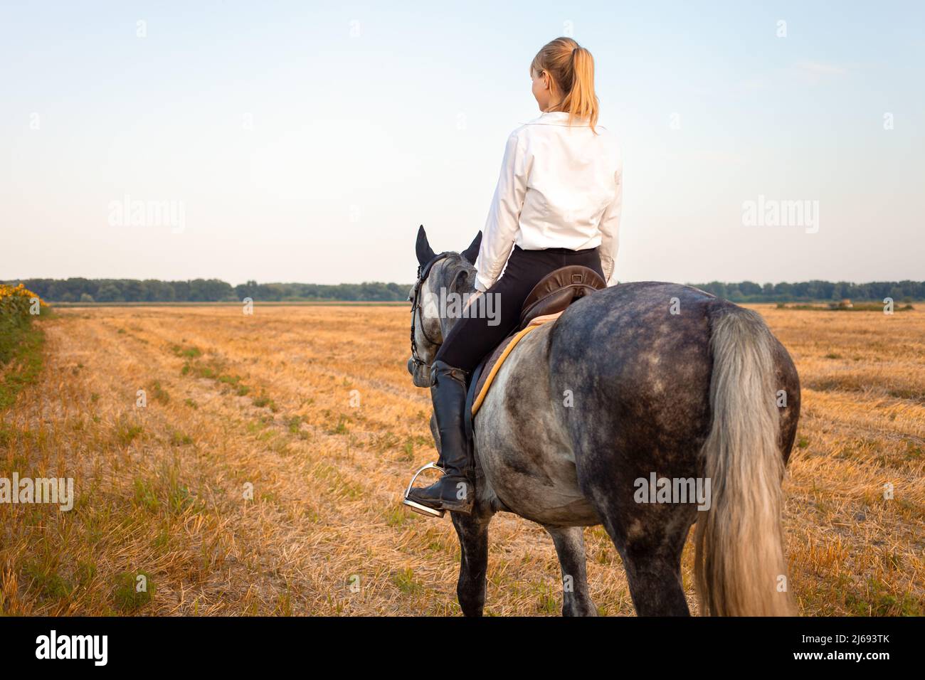 A woman riding a gray horse in a field at sunset. horseback riding ...