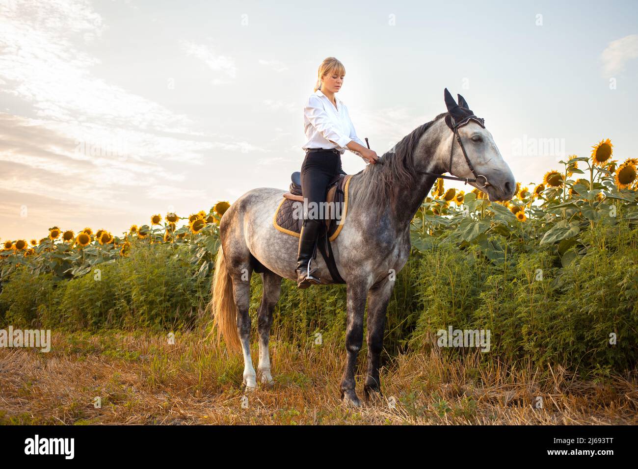 A woman riding a gray horse in a field at sunset. walking, horseback ...