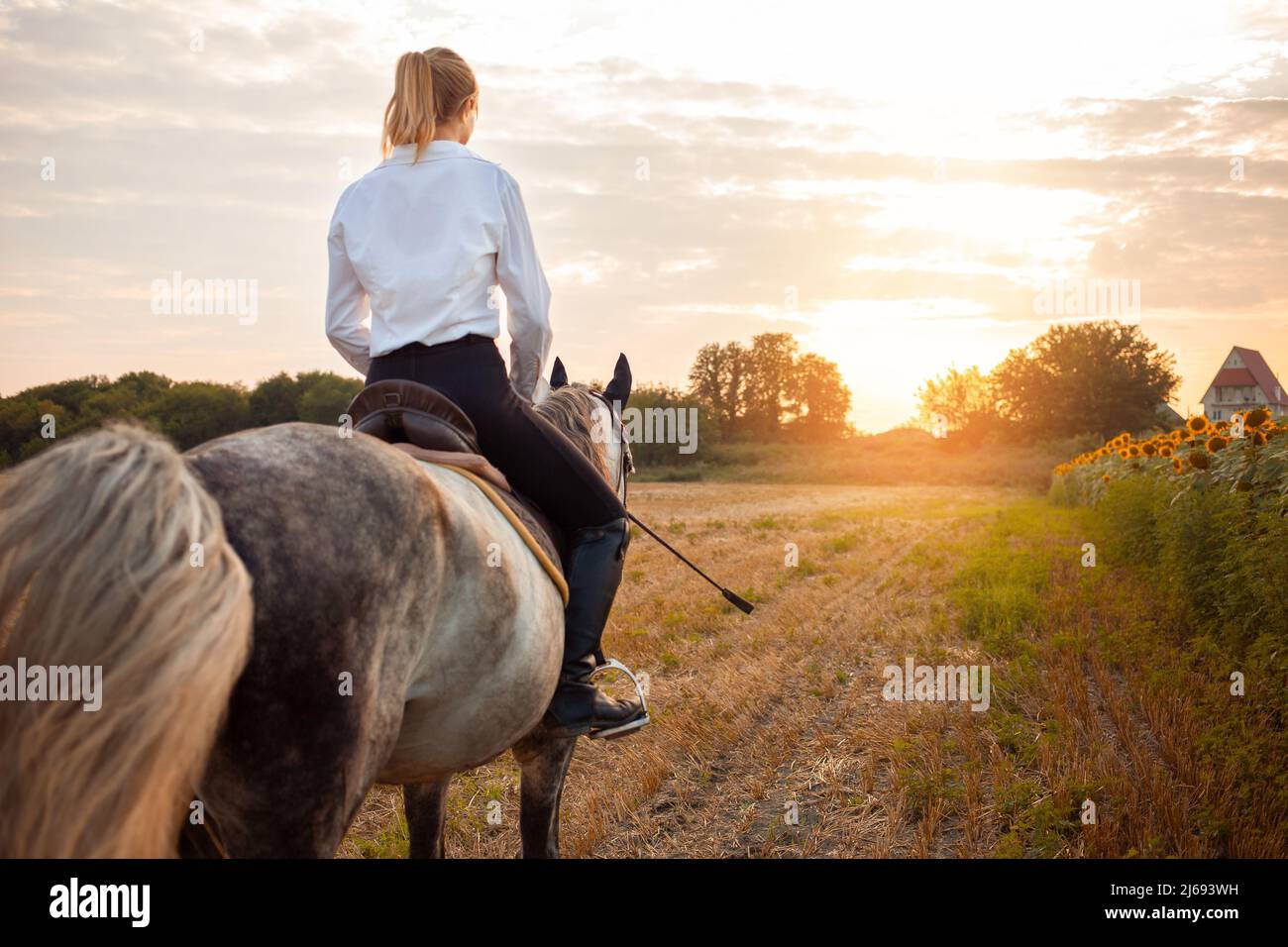 Animal rental hi-res stock photography and images - Alamy