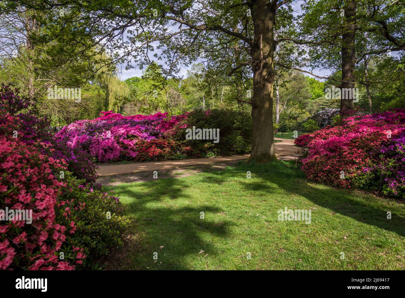 Azalea in Isabella Plantation, Richmond Park, London, England, UK Stock ...