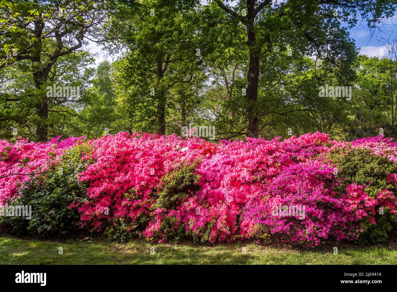 Azalea in Isabella Plantation, Richmond Park, London, England, UK Stock ...