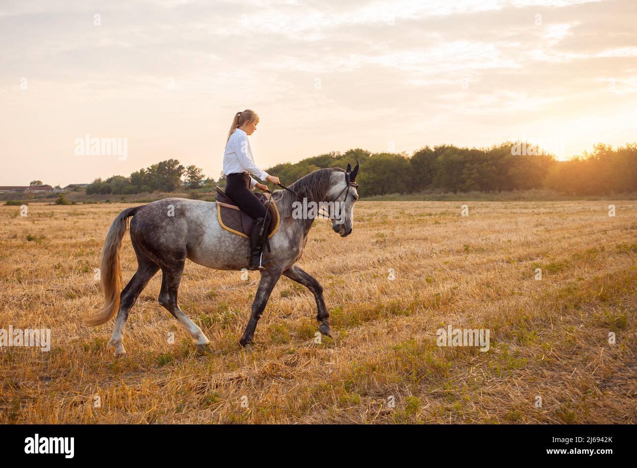 a woman rides a field on horseback at sunset. Sports training ...
