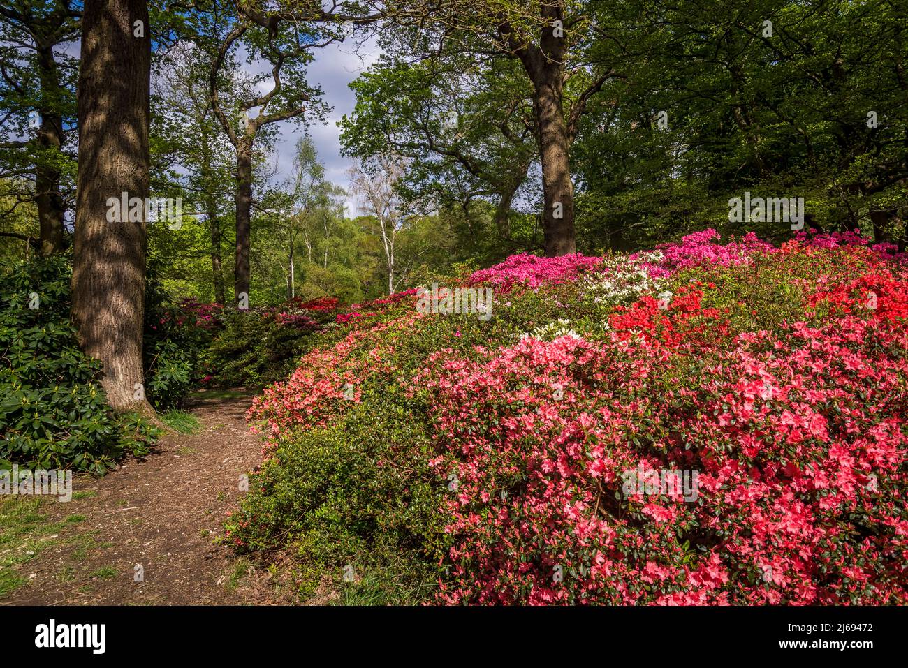 Azalea in Isabella Plantation, Richmond Park, London, England, UK Stock ...