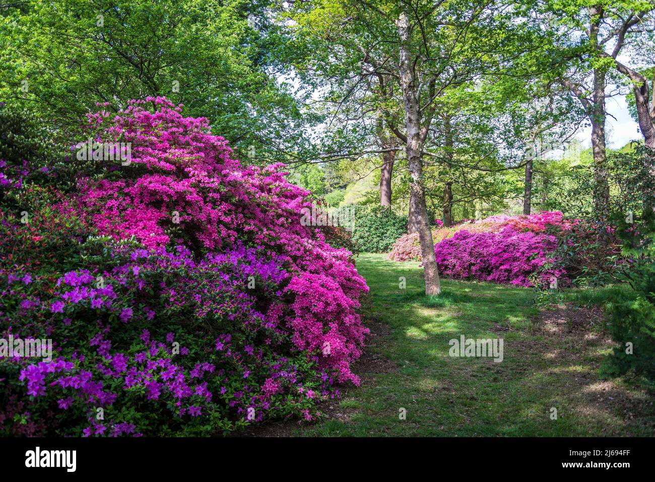 Azalea in Isabella Plantation, Richmond Park, London, England, UK Stock ...