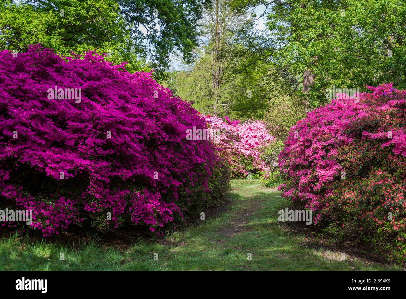 Azalea in Isabella Plantation, Richmond Park, London, England, UK Stock ...