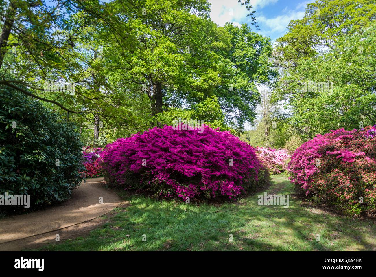 Azalea in Isabella Plantation, Richmond Park, London, England, UK Stock ...