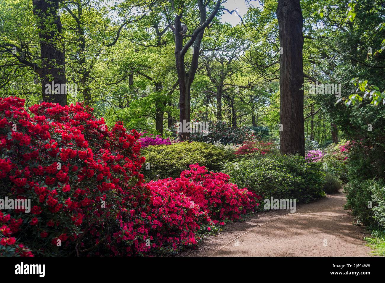 Azalea in Isabella Plantation, Richmond Park, London, England, UK Stock ...