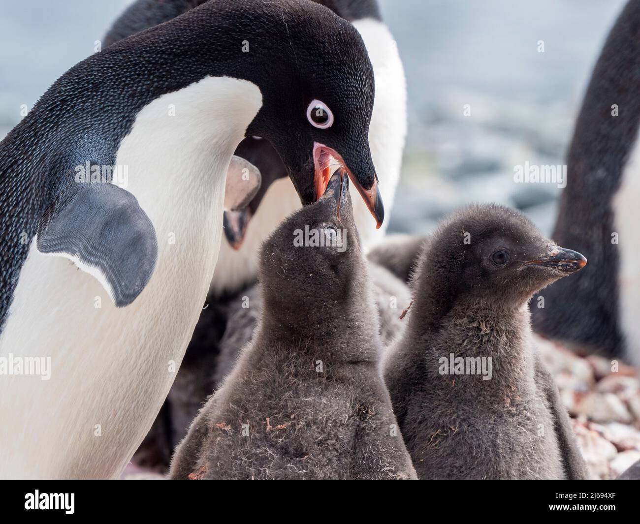 Adelie penguin (Pygoscelis adeliae), adult feeding a chick at a ...