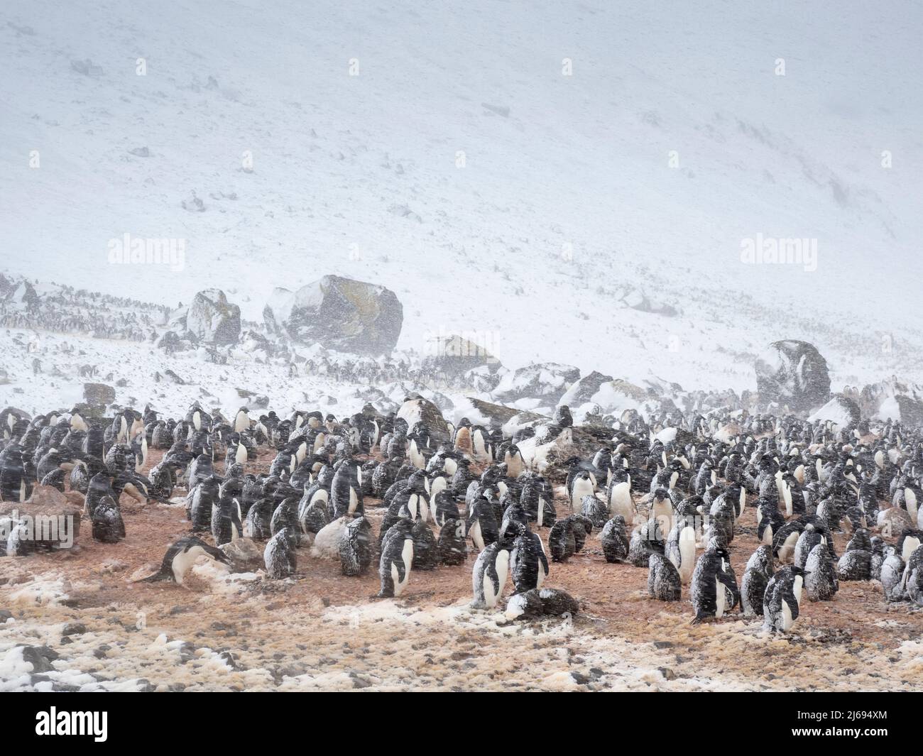 Adelie penguins (Pygoscelis adeliae), breeding colony in a snowstorm at ...