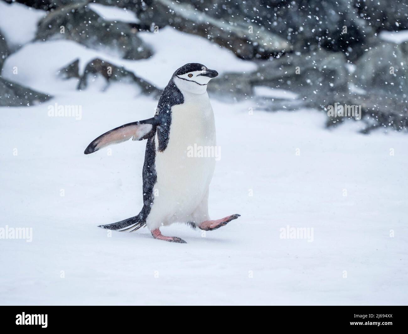 Adult chinstrap penguin (Pygoscelis antarcticus) walking in the snow on ...