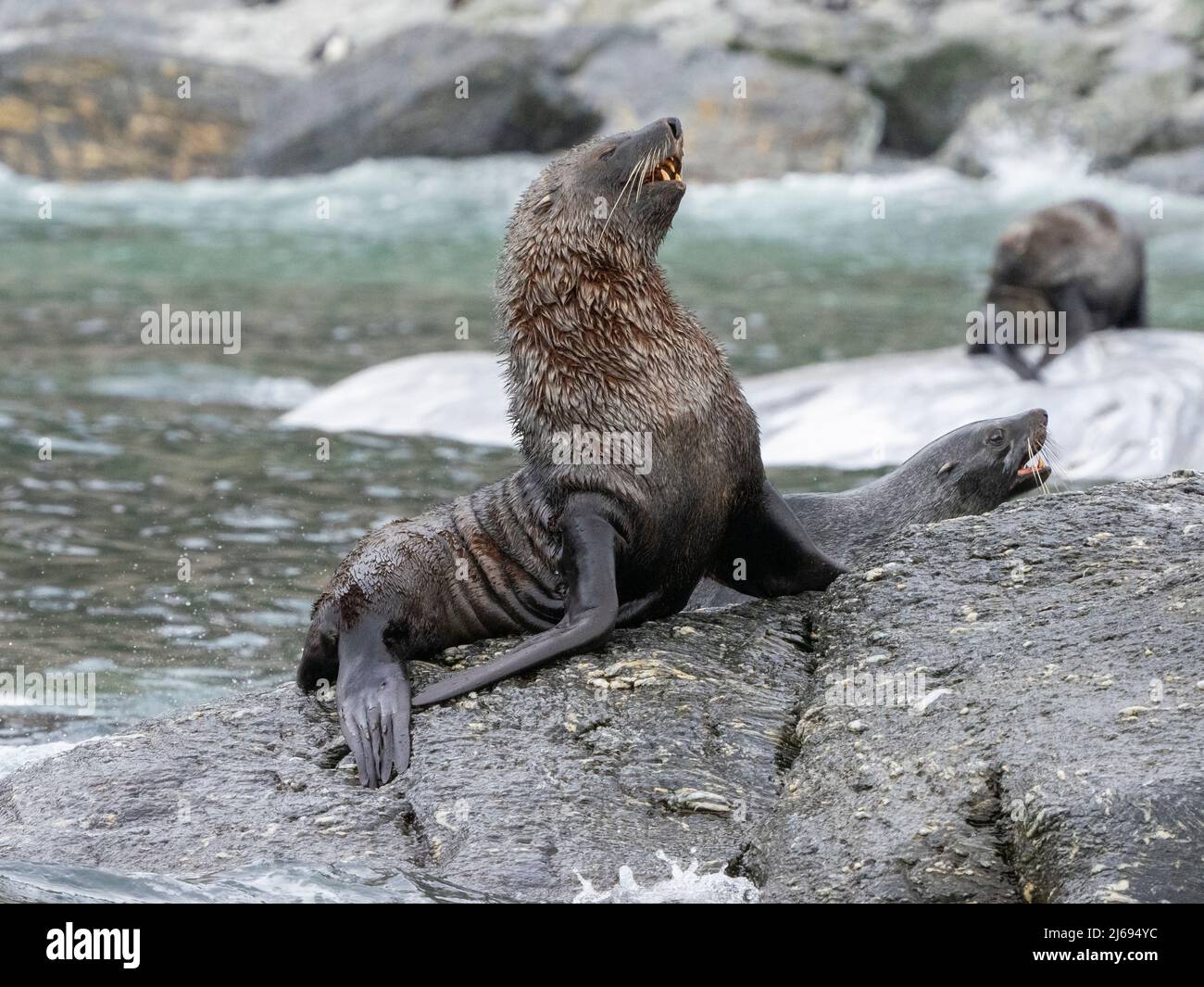 A bull Antarctic fur seal (Arctocephalus gazella), on the rocks at ...