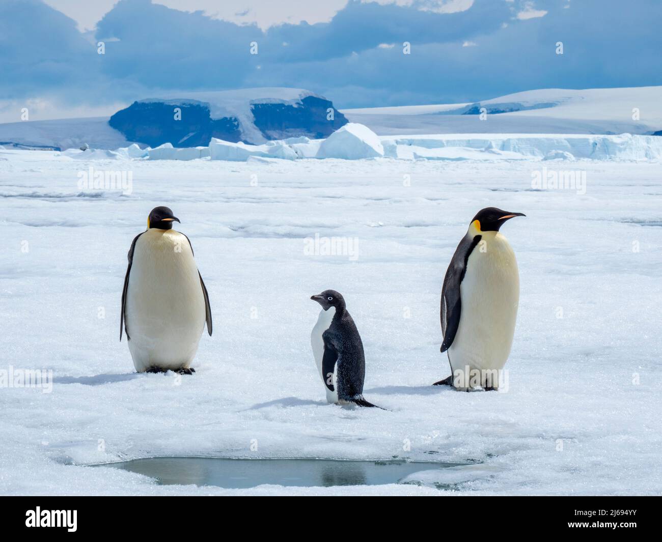 Emperor penguin snow hi-res stock photography and images - Alamy