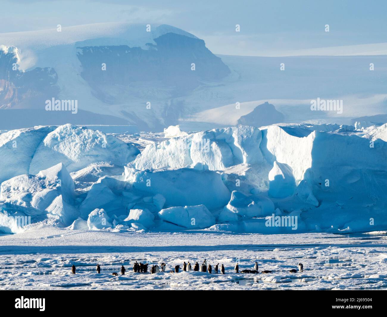 Emperor penguins ice snow hi-res stock photography and images - Alamy