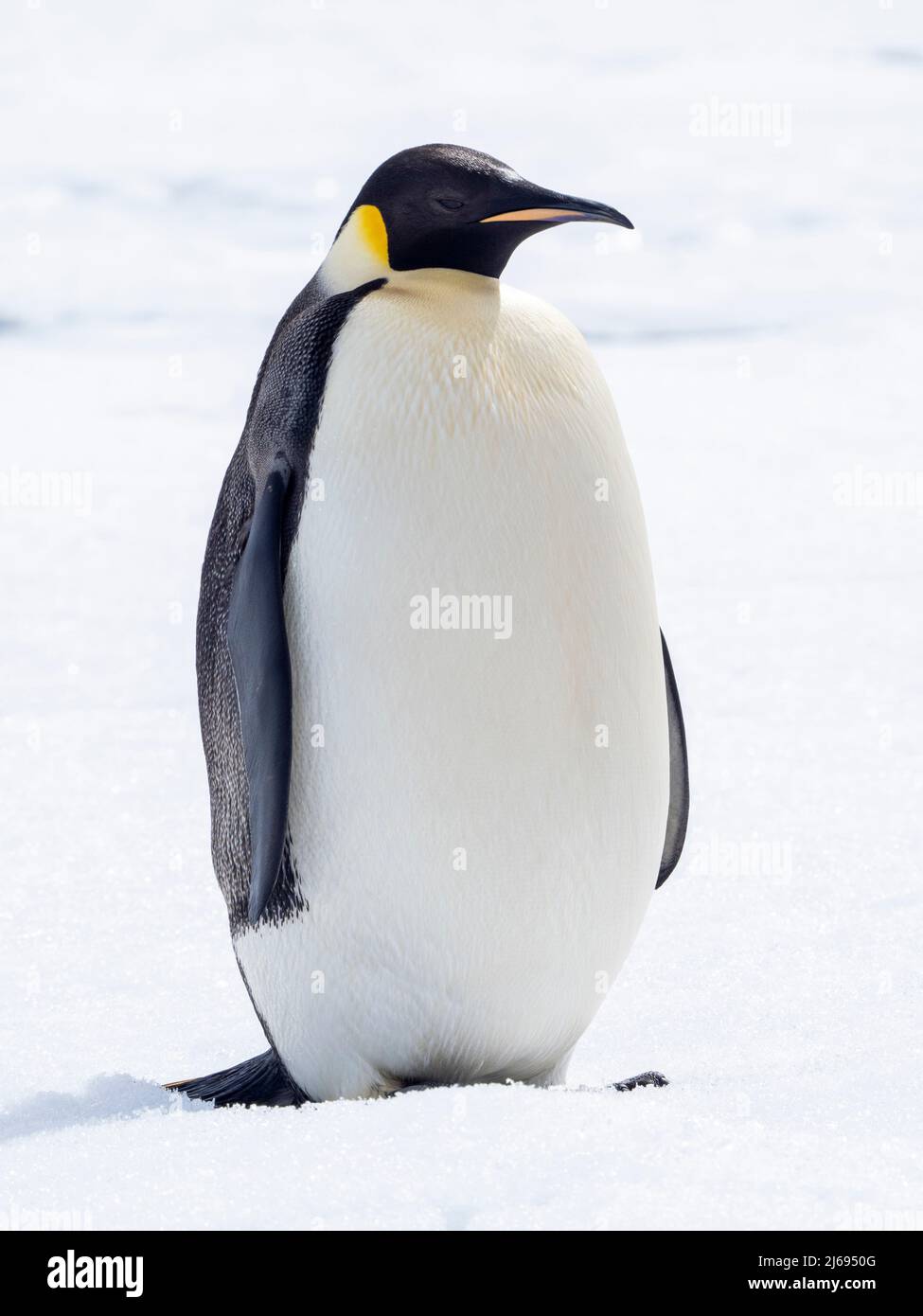 An adult emperor penguin (Aptenodytes forsteri), on the ice near Snow ...
