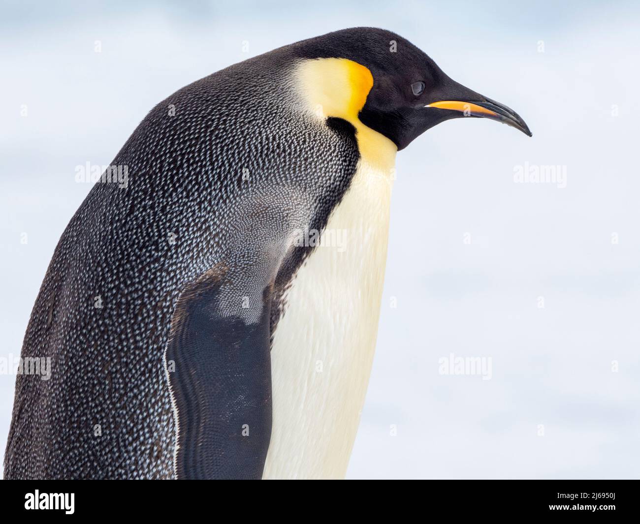 An adult emperor penguin (Aptenodytes forsteri), on the ice near Snow ...