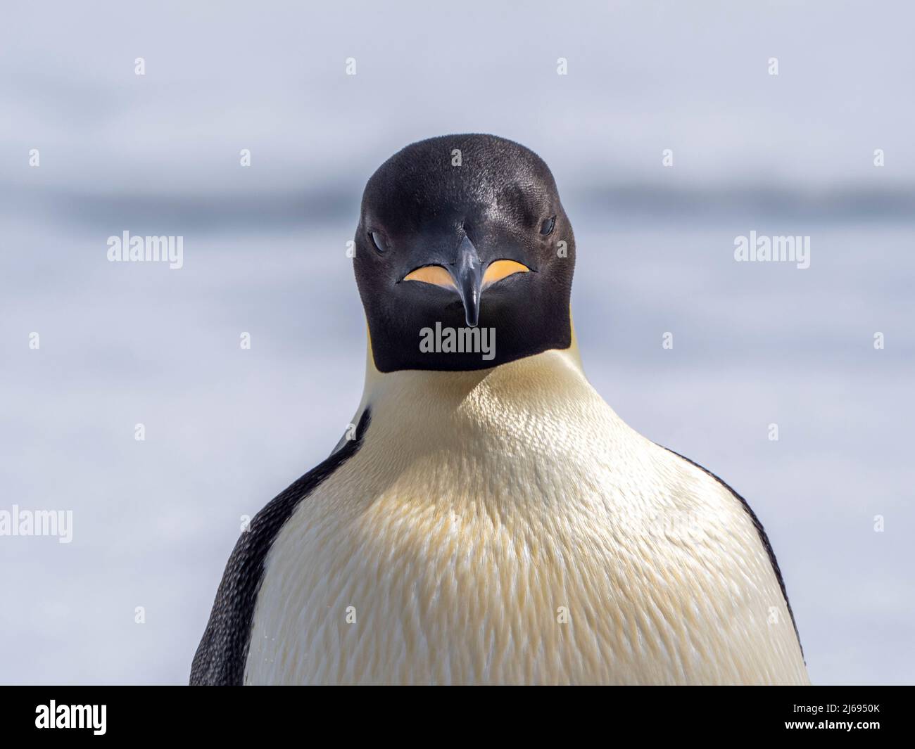 An adult emperor penguin (Aptenodytes forsteri), on the ice near Snow ...