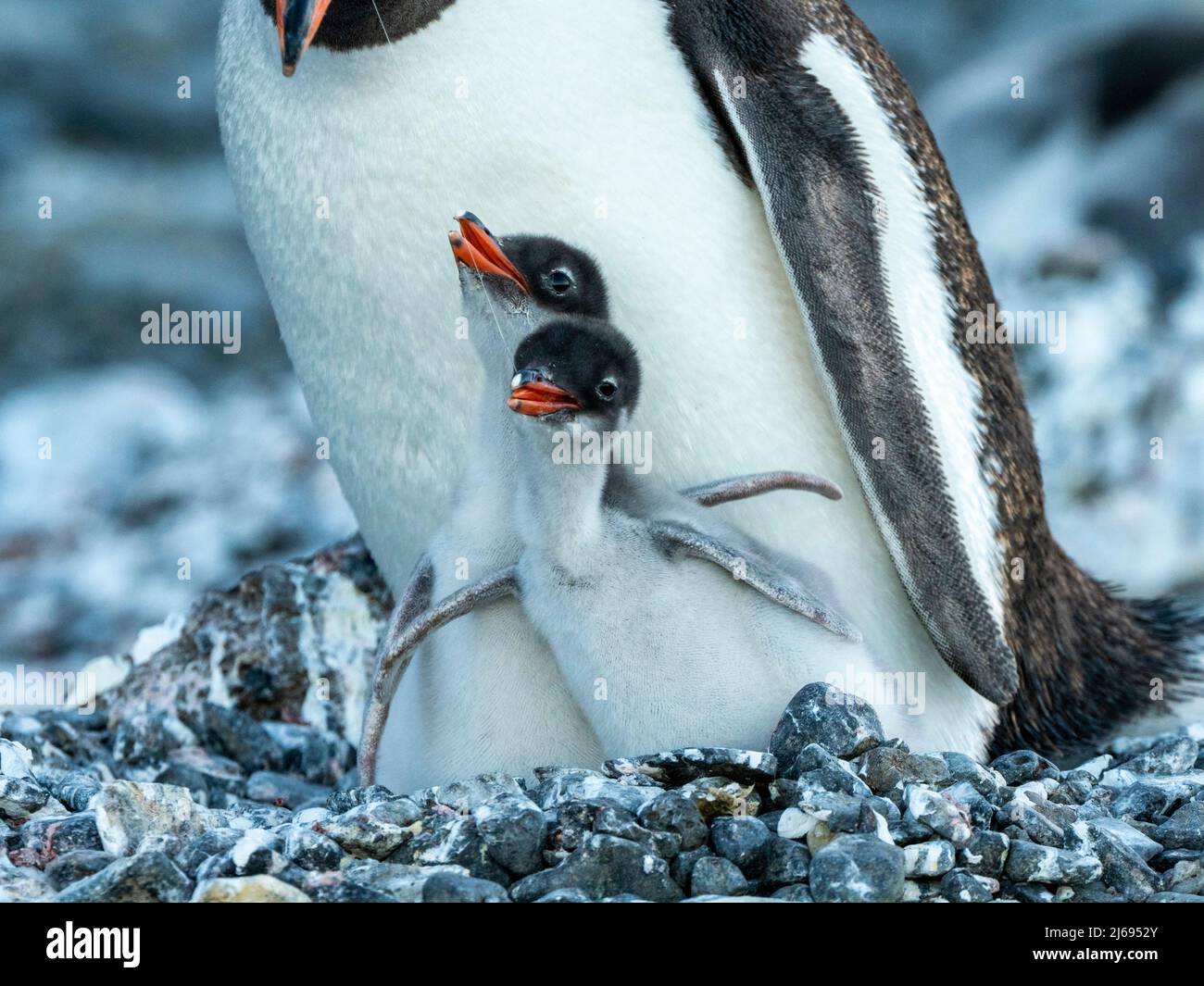 An adult gentoo penguin (Pygoscelis papua), with chicks at Brown Bluff ...